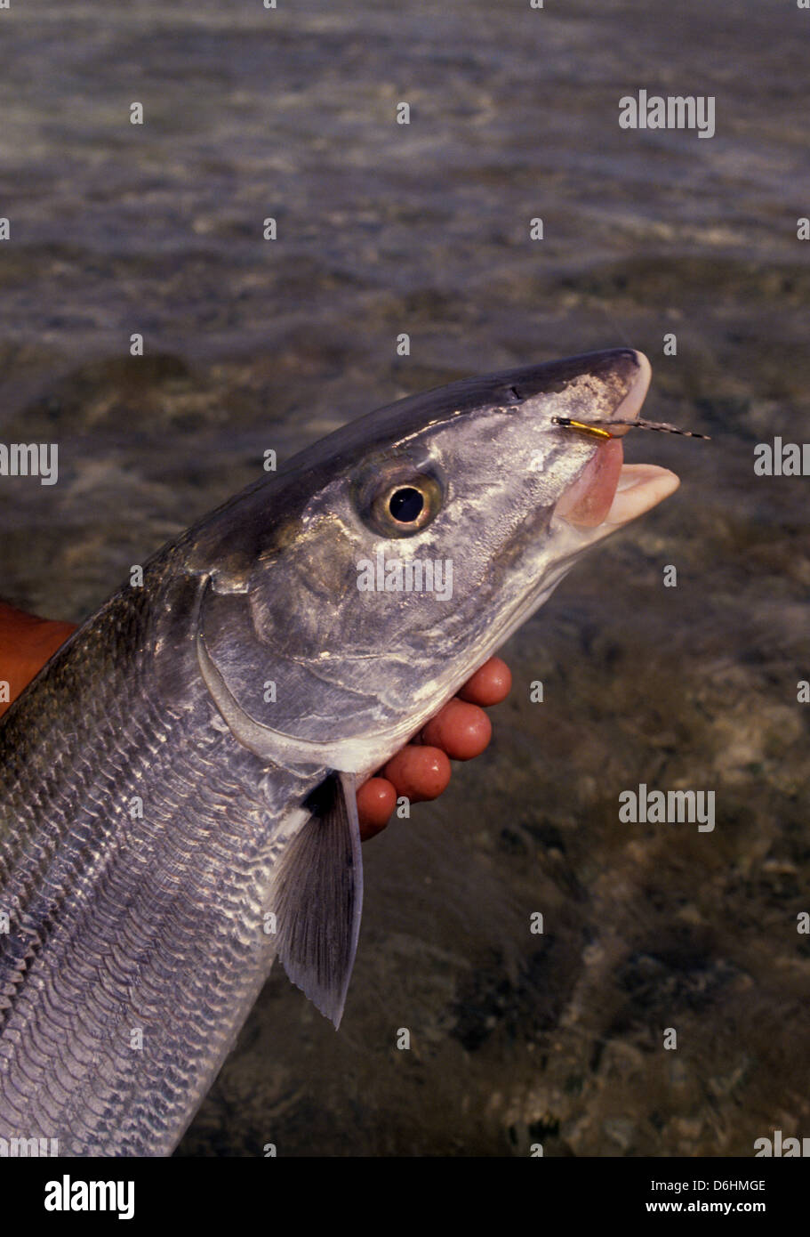Albula vulpes hi-res stock photography and images - Alamy