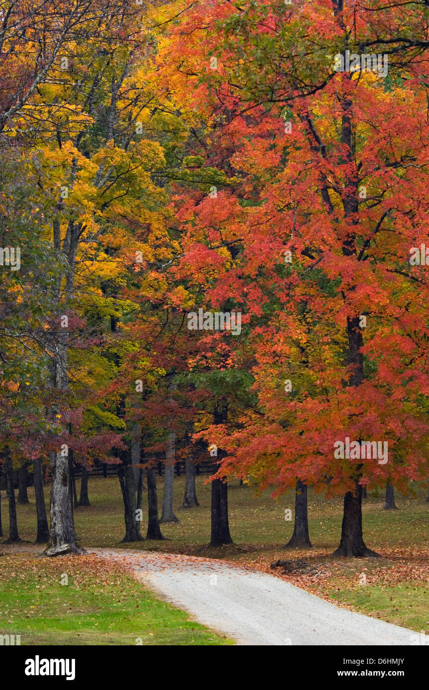 Gravel Road through Autumn Maples in Bullitt County, Kentucky Stock ...