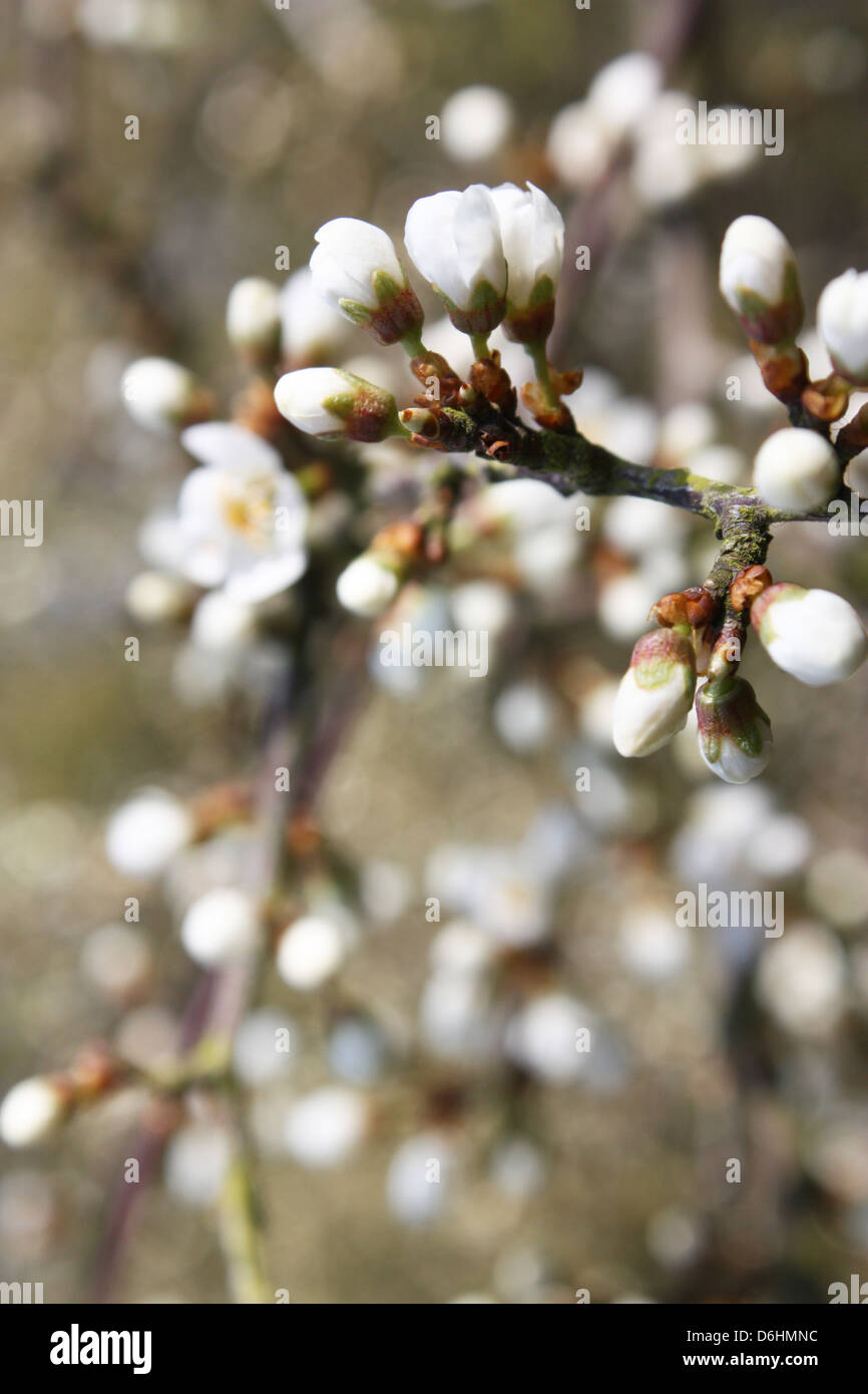 Fresh spring season flowers Stock Photo - Alamy