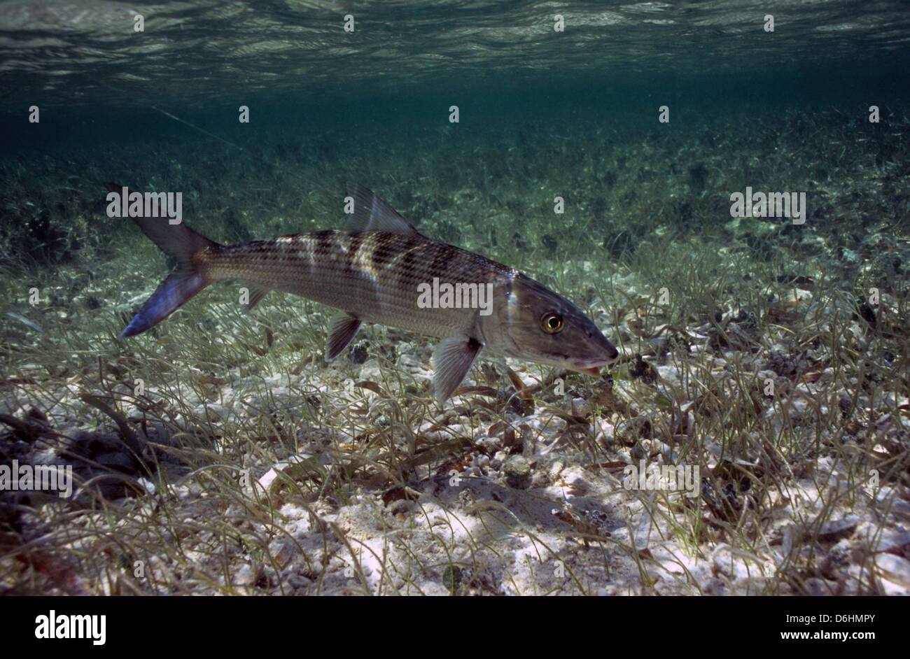 Bonefish Underwater