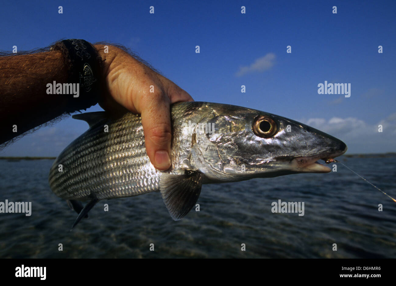 A fly fisherman holding a bonefish (Albula vulpes) in Ascension Bay ...