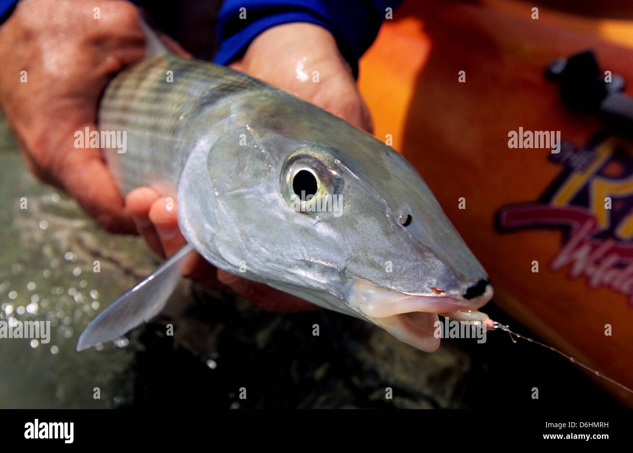 A fly fisherman releasing a bonefish (Albula vulpes) caught from a ...