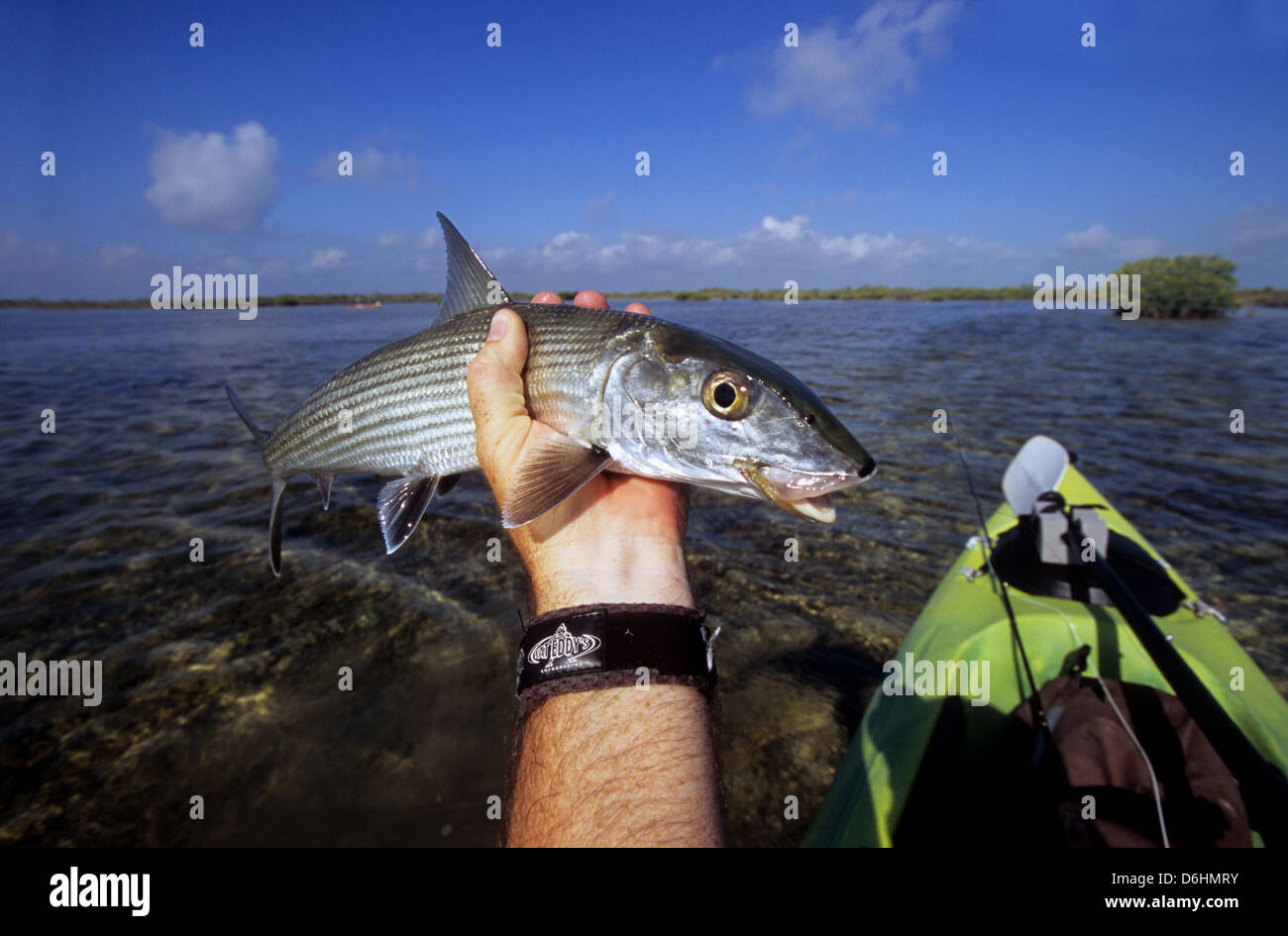 A fly fisherman a bonefish (Albula vulpes) caught from a kayak in ...