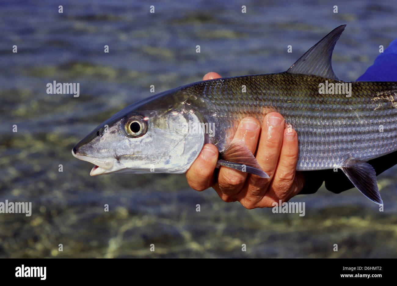 A fly fisherman holding a bonefish (Albula vulpes) in Ascension Bay ...
