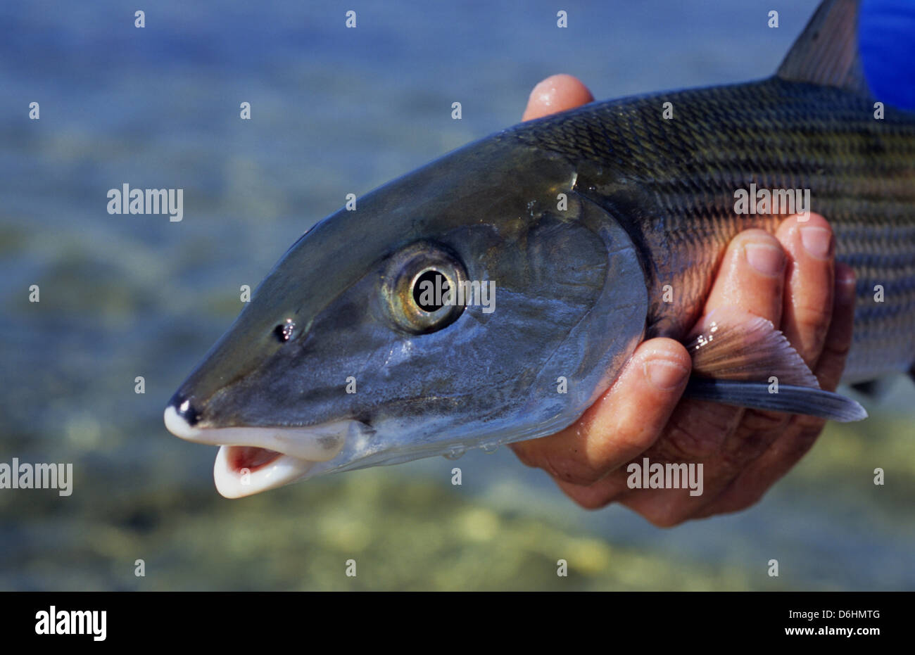 A fly fisherman holding a bonefish (Albula vulpes) in Ascension Bay ...