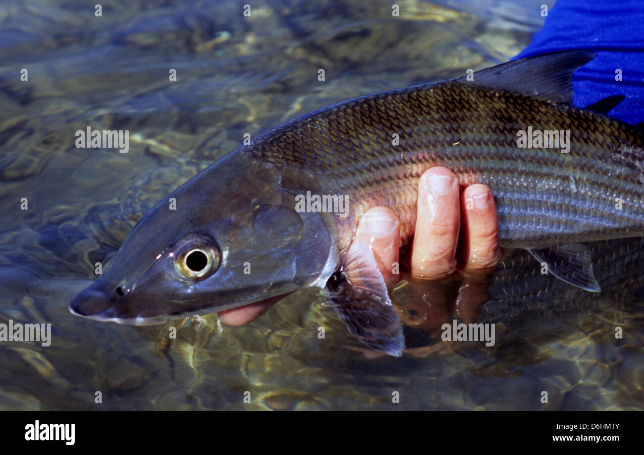 Ascension bay mexico hi-res stock photography and images - Alamy