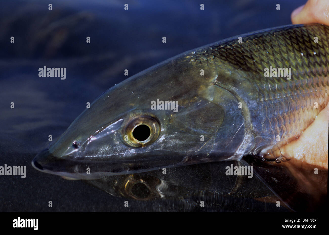 A fly fisherman releasing a bonefish (Albula vulpes) in Ascension Bay ...