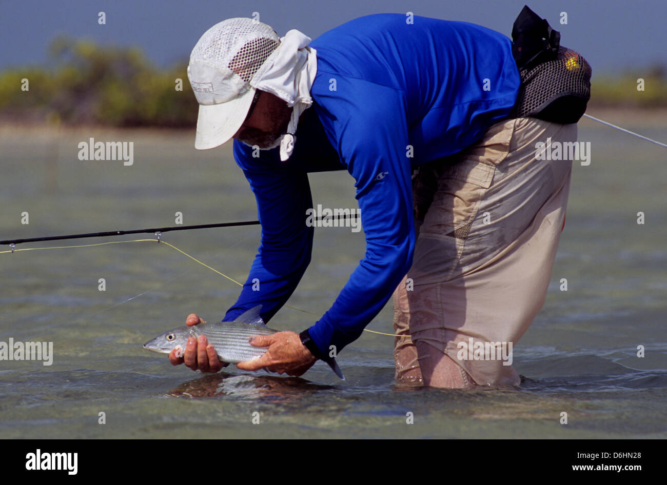 A fly fisherman releasing a bonefish (Albula vulpes) caught in ...