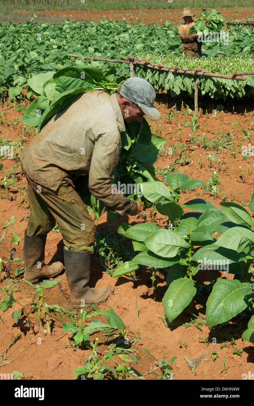 Cigar fields hi-res stock photography and images - Alamy