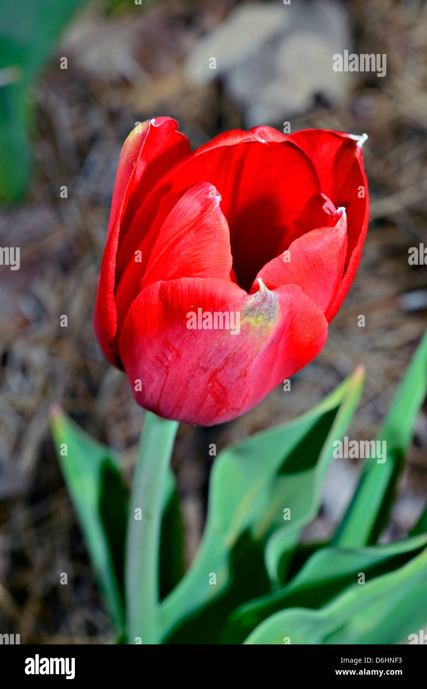 Natural spring setting hi-res stock photography and images - Alamy