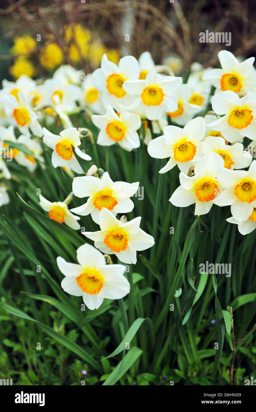 Daffodils in a spring garden, Cumbria Stock Photo - Alamy