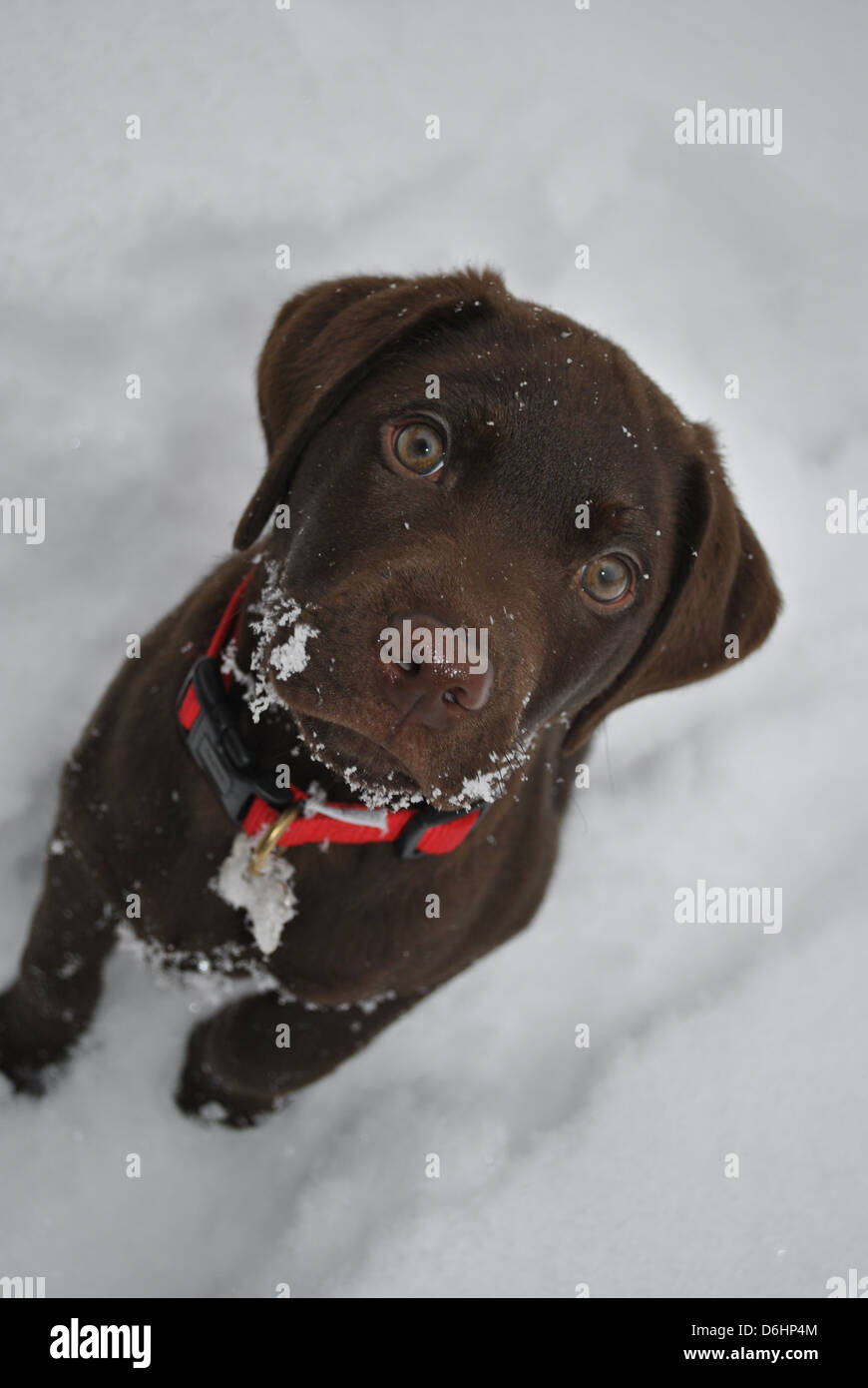 Labrador puppy in snow Stock Photo - Alamy