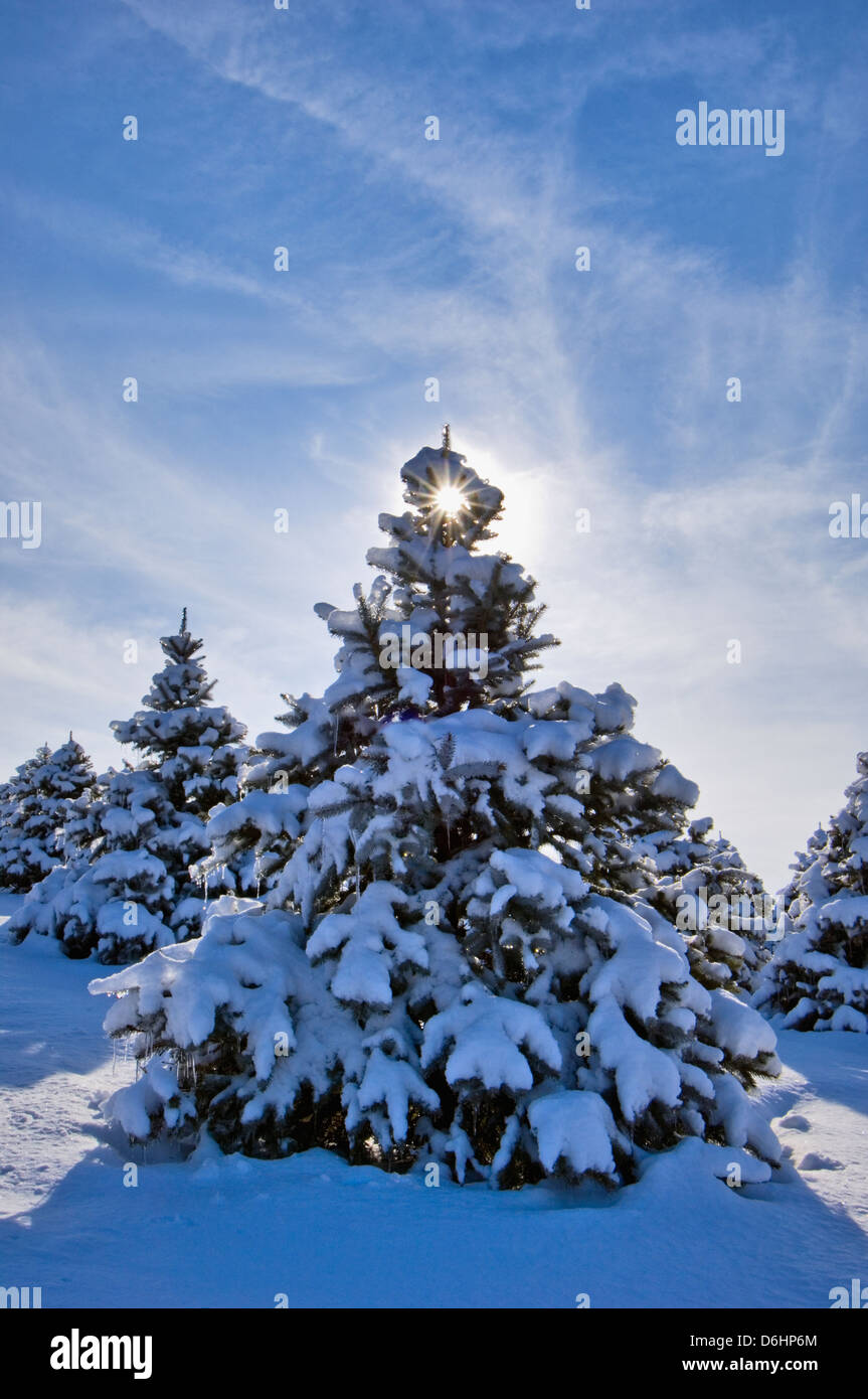 Spruce Tree Covered in New Snow in Starlight, Indiana Stock Photo - Alamy