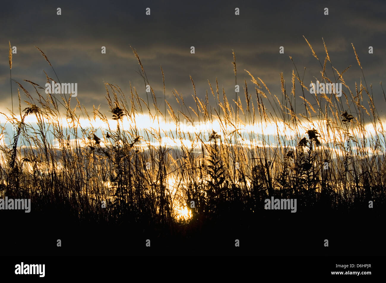 Broom Sage Against Stormy Sky at Sunset in Floyd County, Indiana Stock ...