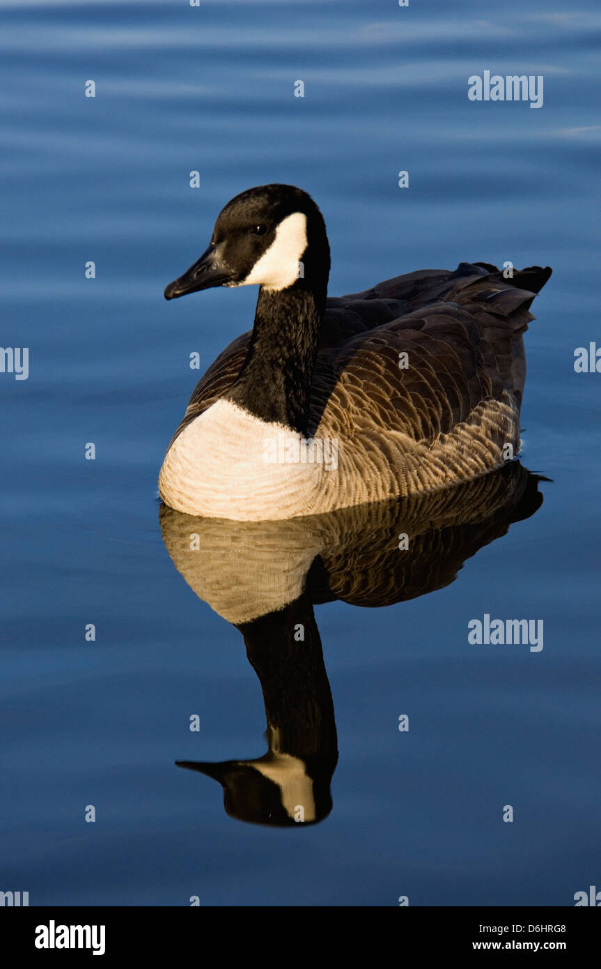 Canada Goose Swimming on Pond in Southern Indiana Stock Photo - Alamy