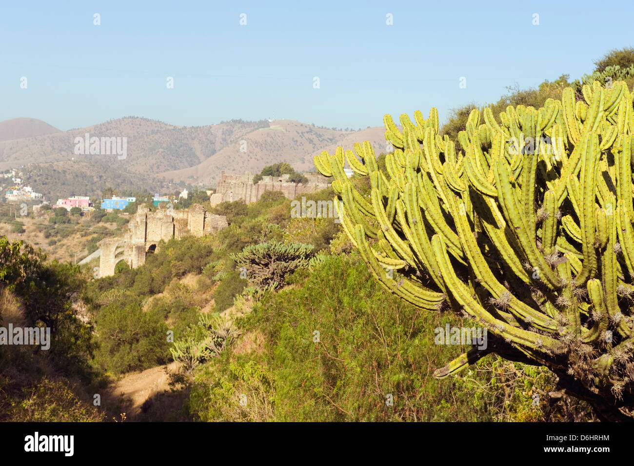 cactus growing near an old mine, Guanajuato, Guanajuato state, Mexico ...