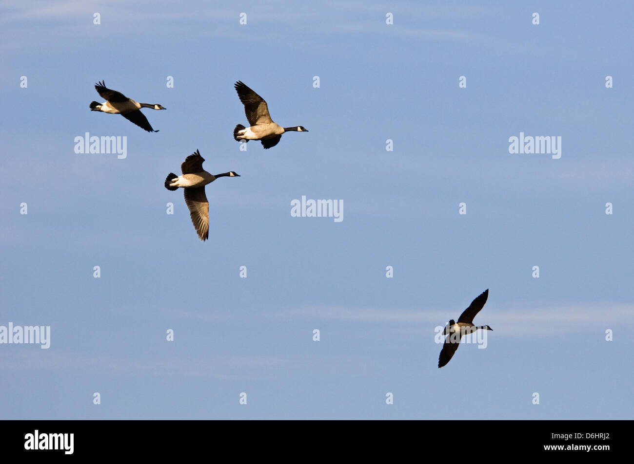 Canada Geese in Flight in Southern Indiana Stock Photo - Alamy