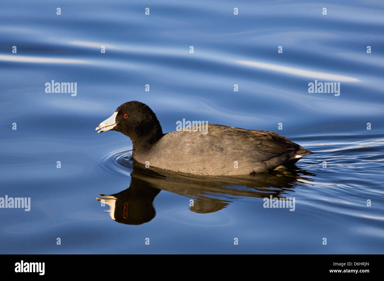 American coot hi-res stock photography and images - Alamy