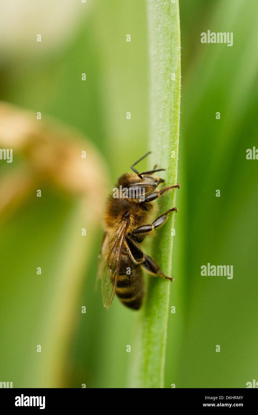 European honey bee on a stem Stock Photo - Alamy