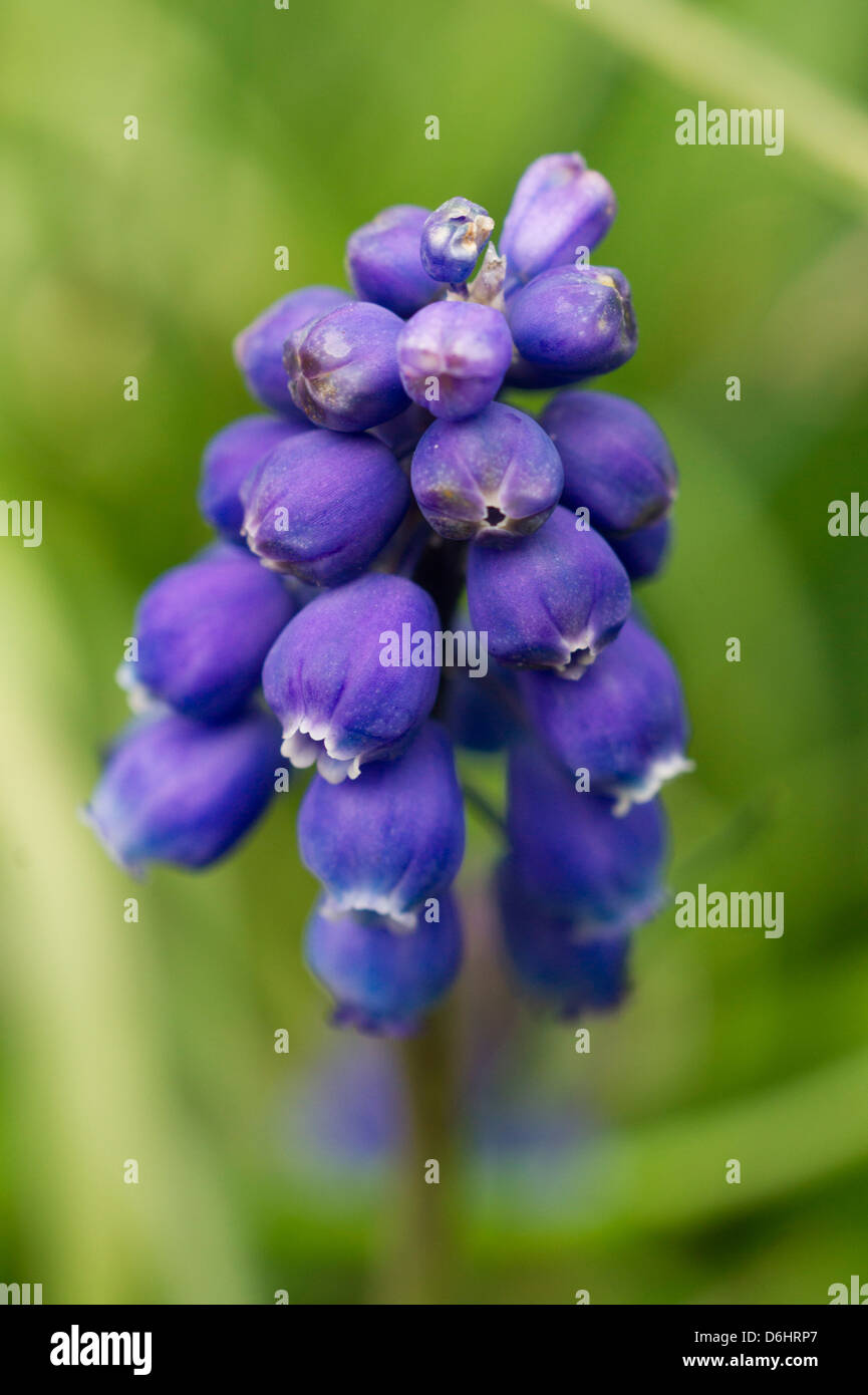 Detail of a blue grape hyacinth Stock Photo - Alamy