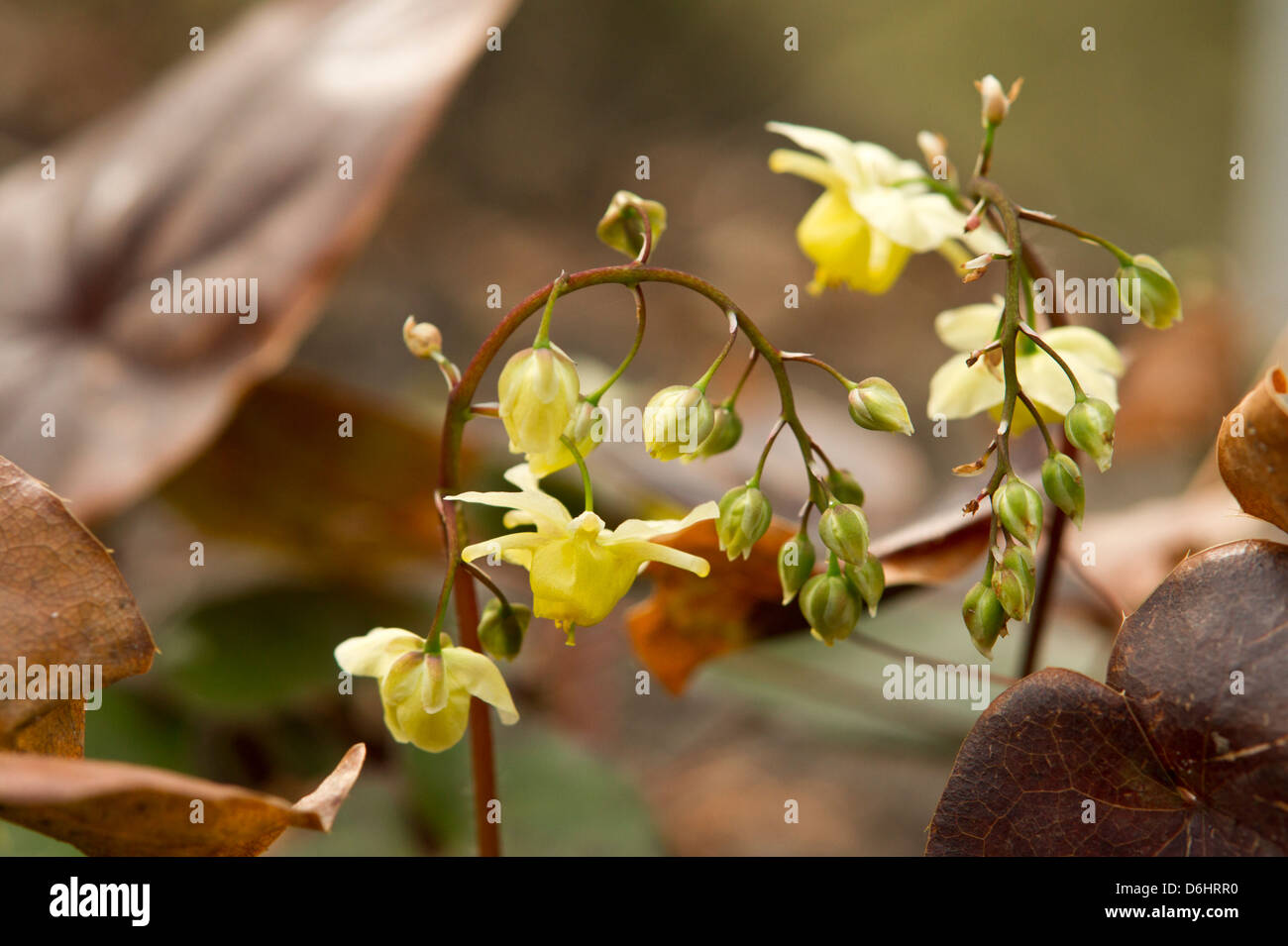 Horny goat weed Stock Photo - Alamy