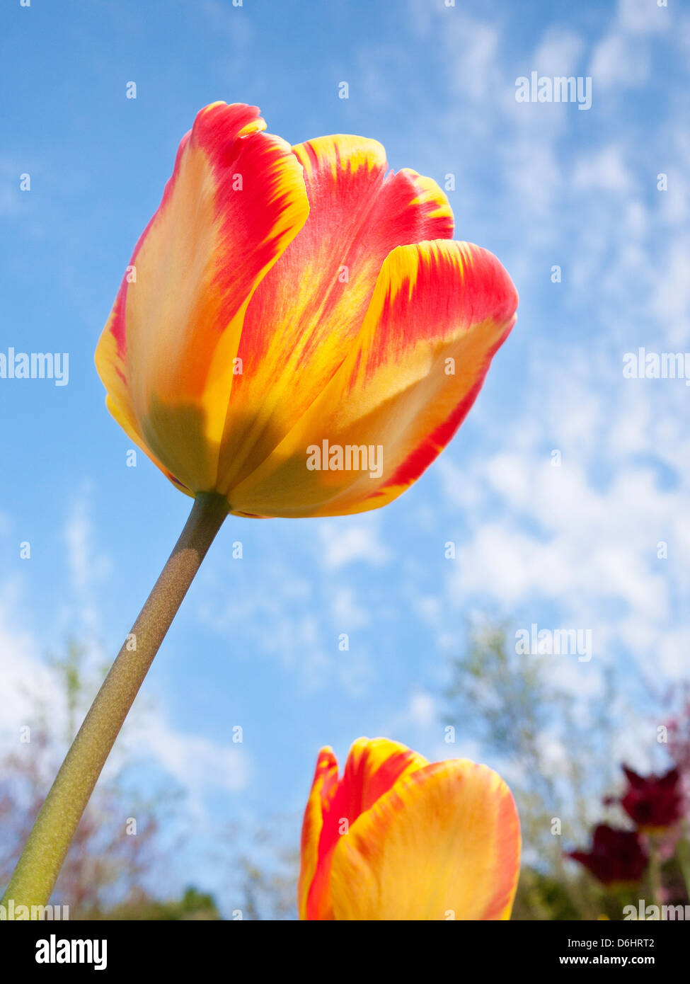 Tulip Banja Luka High Resolution Stock Photography and Images - Alamy