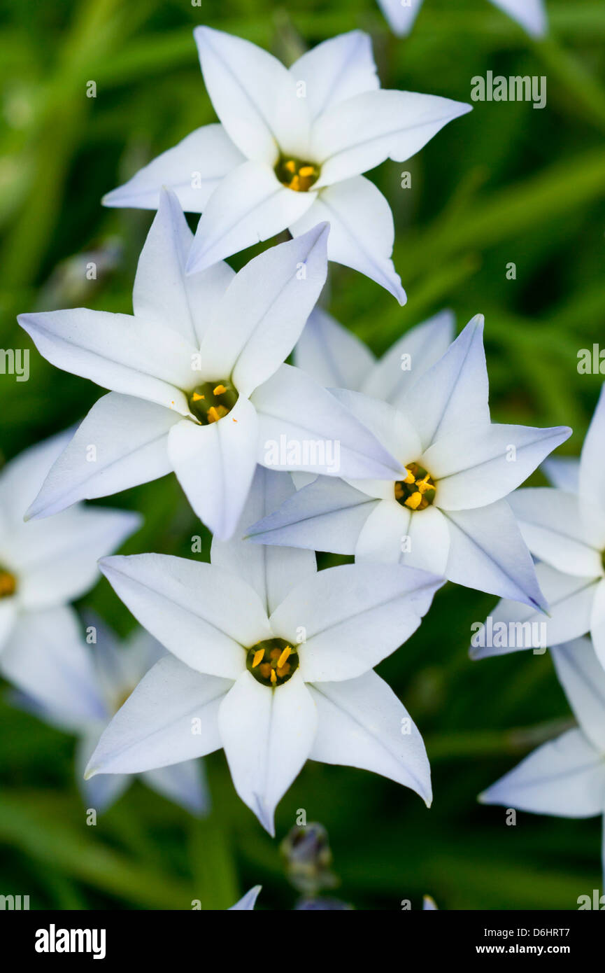 Ipheion hi-res stock photography and images - Alamy