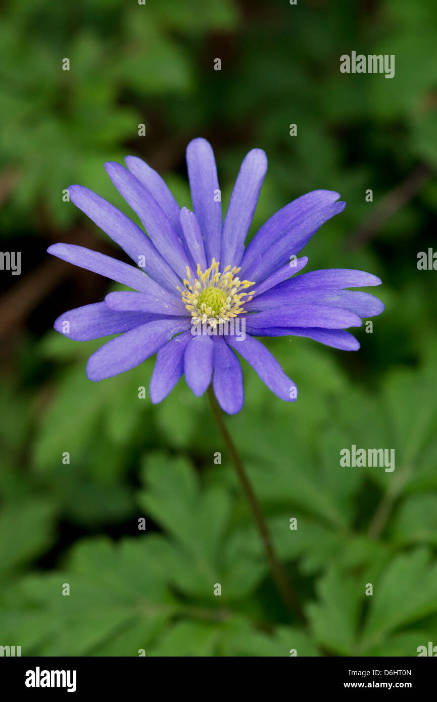 Light bulb anemone hi-res stock photography and images - Alamy