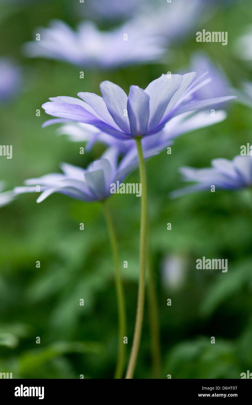 Light bulb anemone hi-res stock photography and images - Alamy