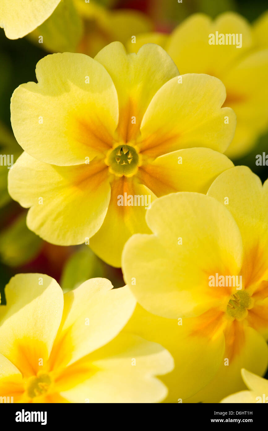 YELLOW PRIMULA VULGARIS FLOWERS Stock Photo - Alamy
