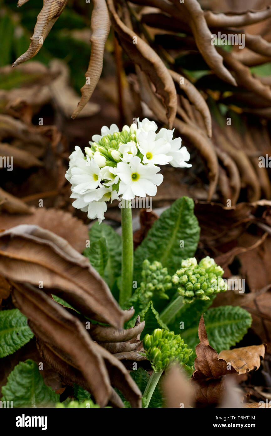 Primula flowers and dead leaves Stock Photo - Alamy