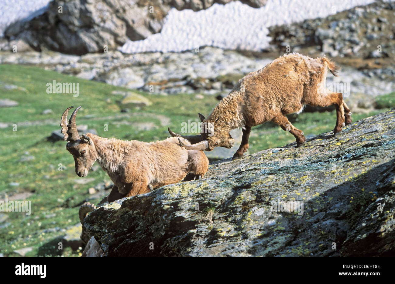 Adolescent goat hi-res stock photography and images - Alamy