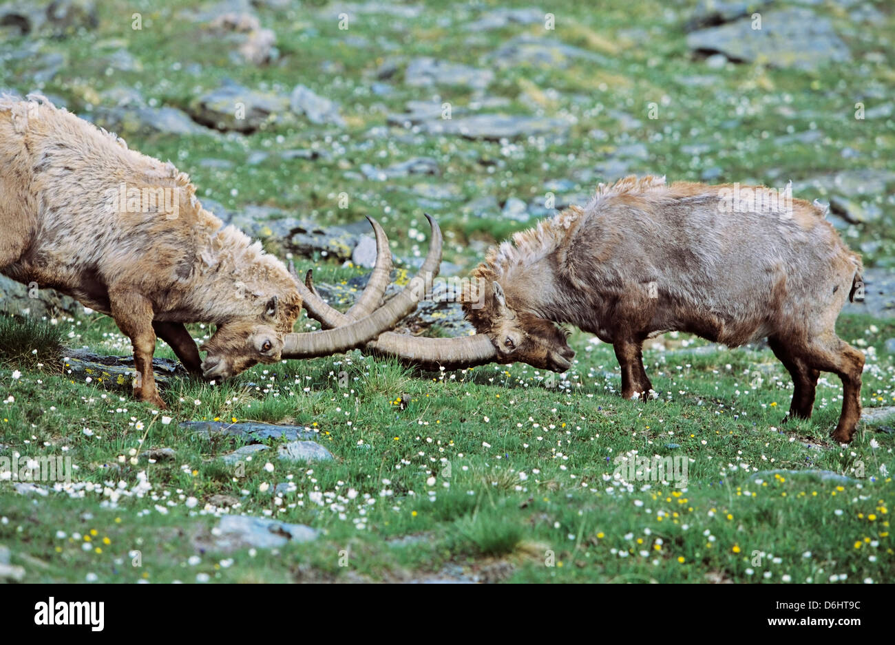 Gran Paradiso National Park, Italy. Alpine Ibex (Capra ibex) two old ...