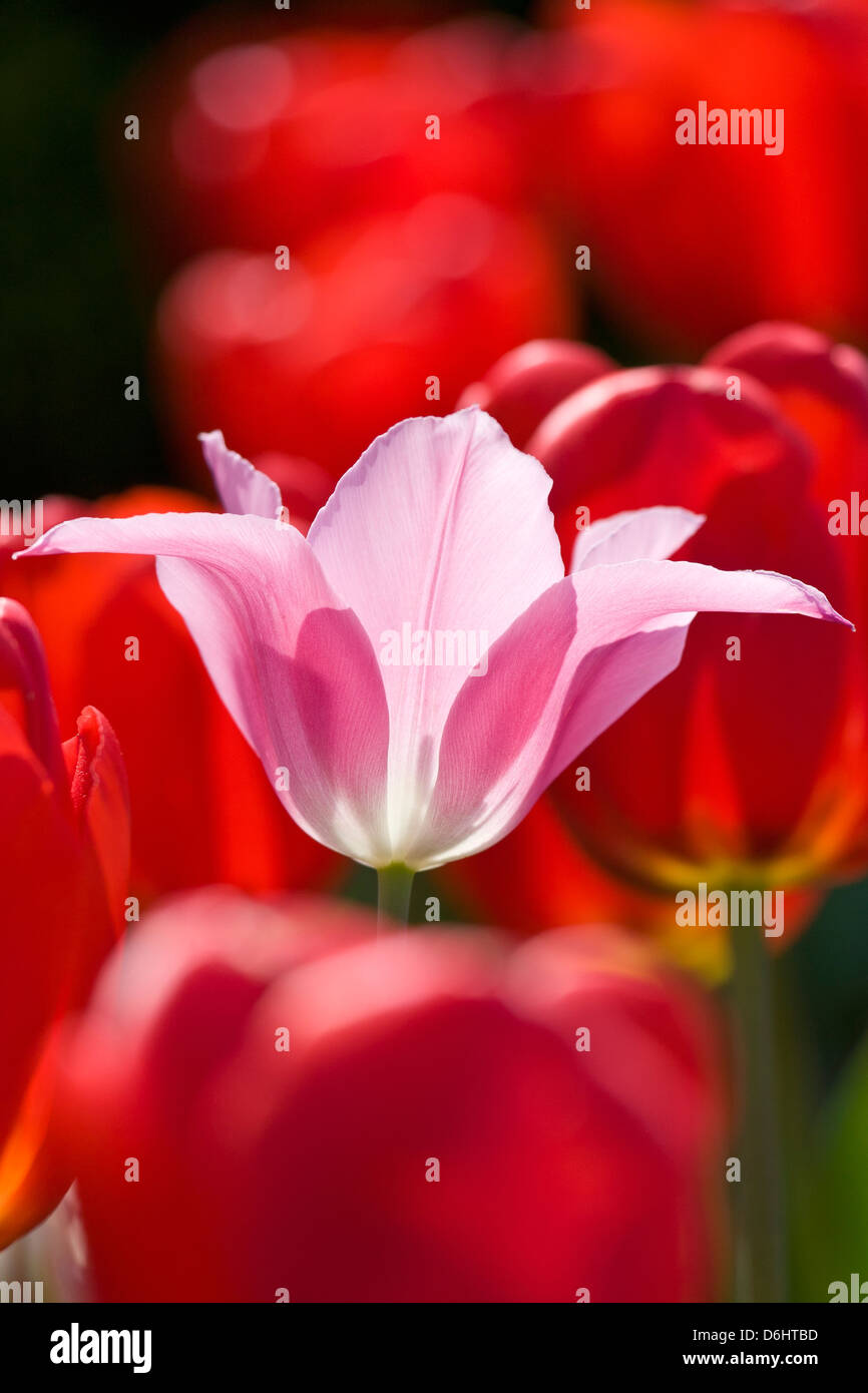 Spring tulip display hi-res stock photography and images - Alamy