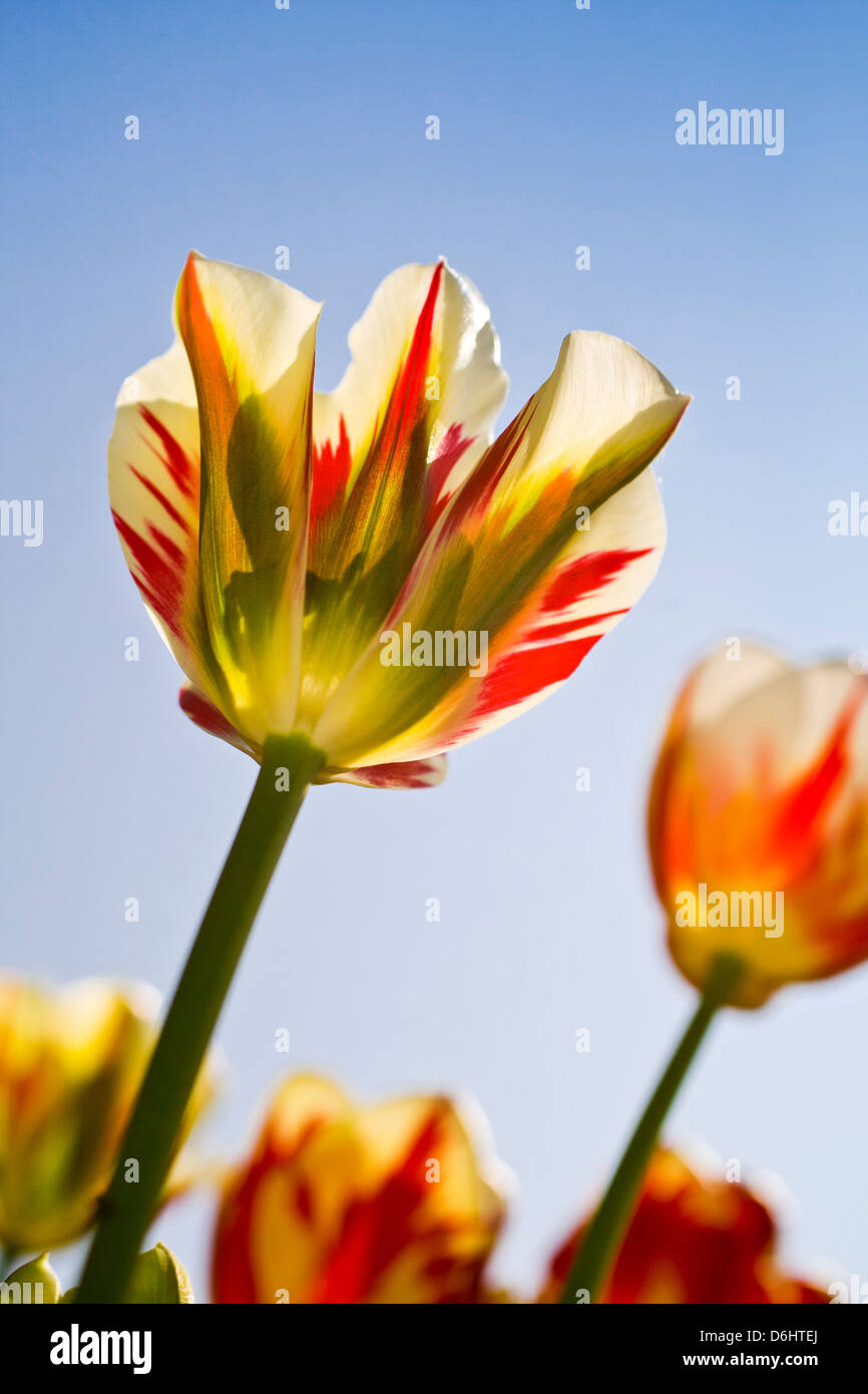 Tulip flaming spring green hi-res stock photography and images - Alamy