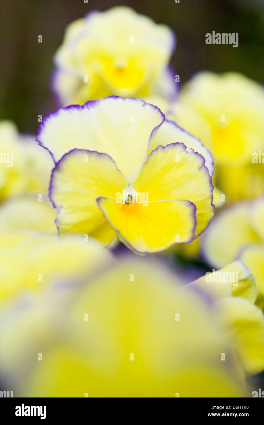 étain hi-res stock photography and images - Alamy