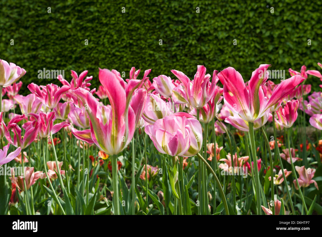 Tulip Green Village Stock Photo - Alamy