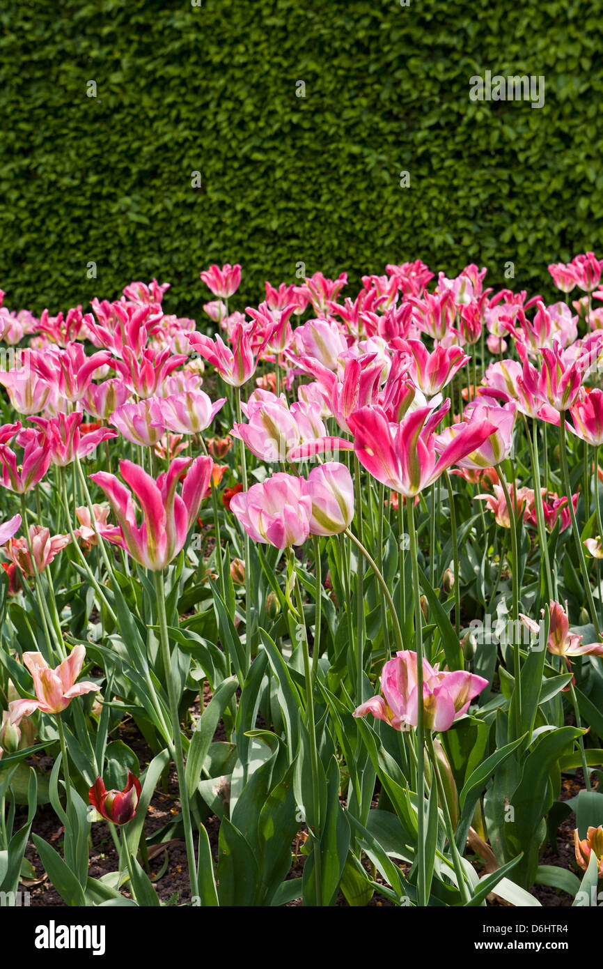 Tulip Green Village Stock Photo - Alamy