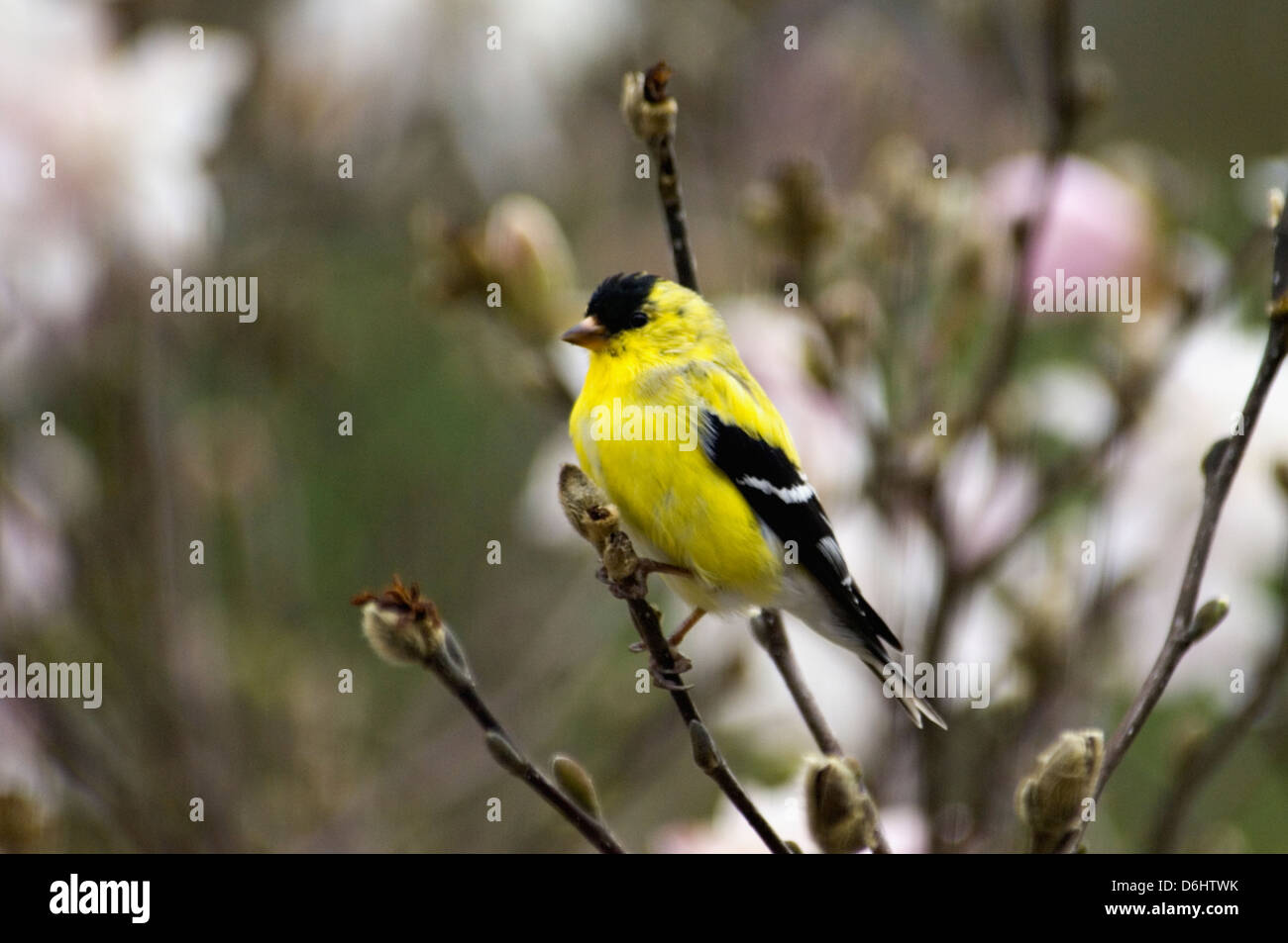 American goldfinch carduelis tristis tristis hi-res stock photography ...