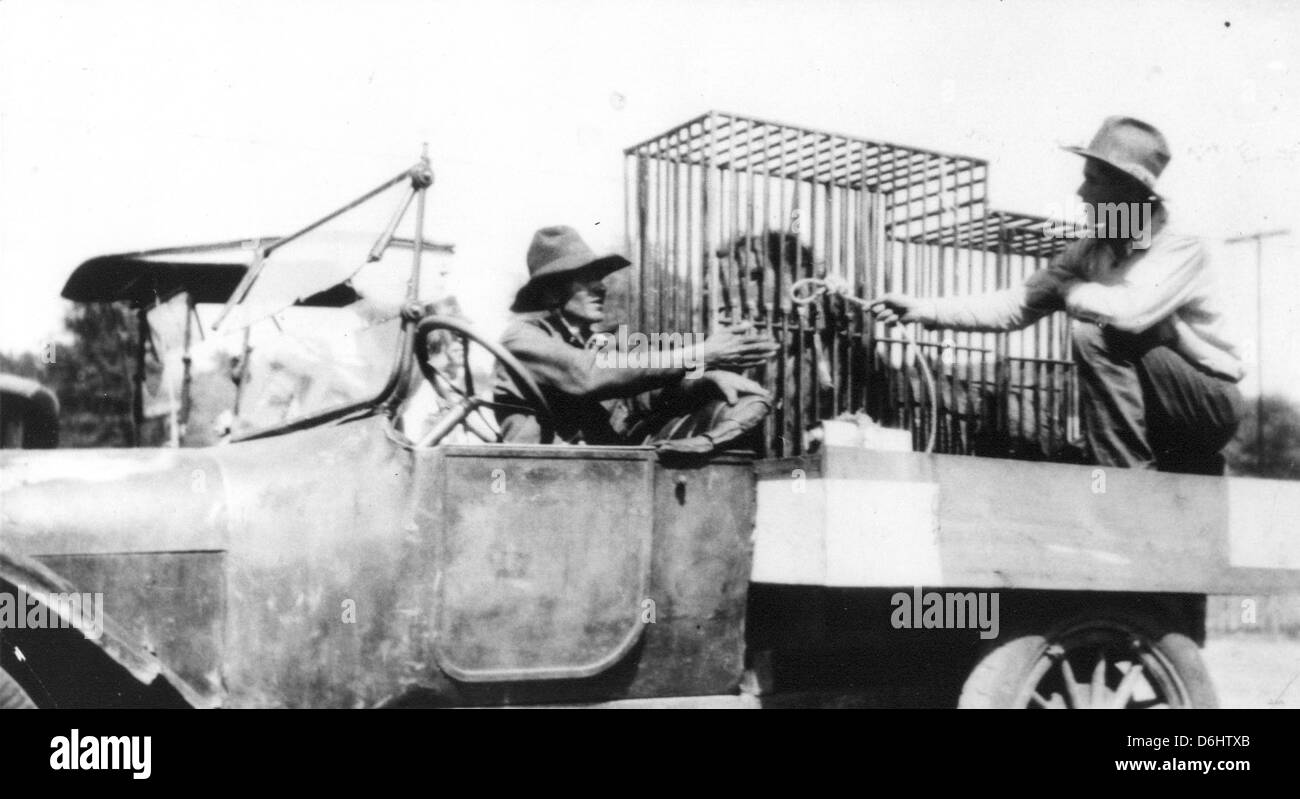 This image features Leo the MGM Lion, a well-known symbol of Hollywood ...