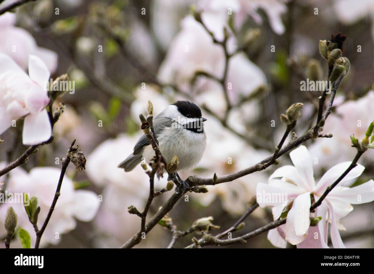 Carolina chickadee hi-res stock photography and images - Alamy