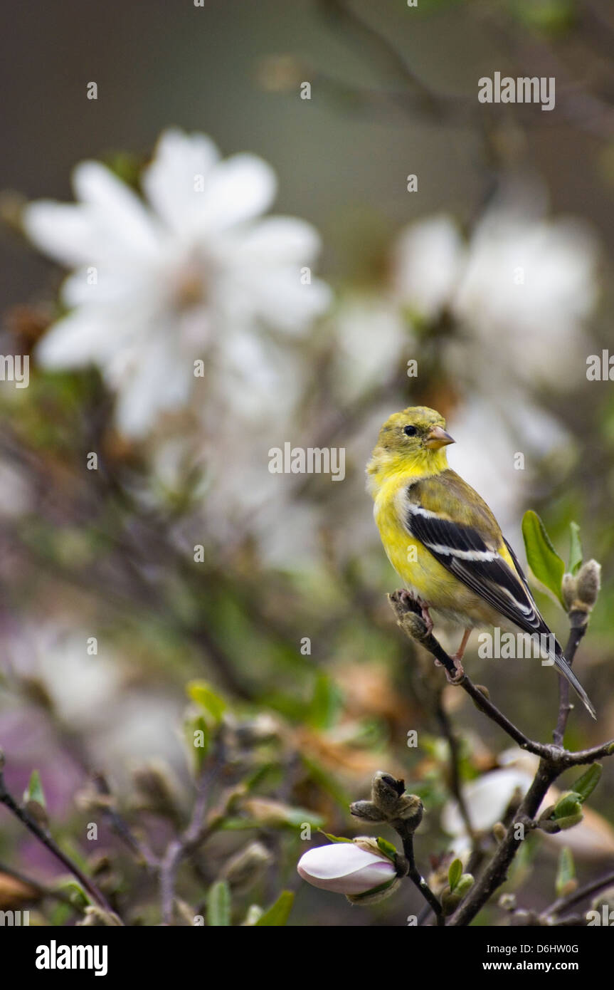 American Goldfinch Perched in Branch of Blooming Star Magnolia Shrub ...