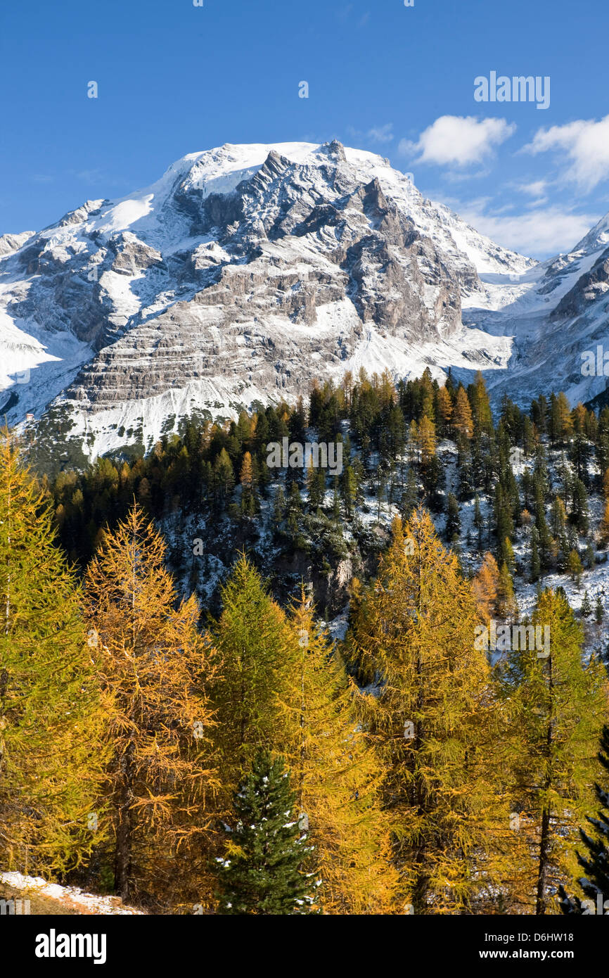 Mount Ortler (3905m) in south Tyrol with yellow larch trees and snow ...