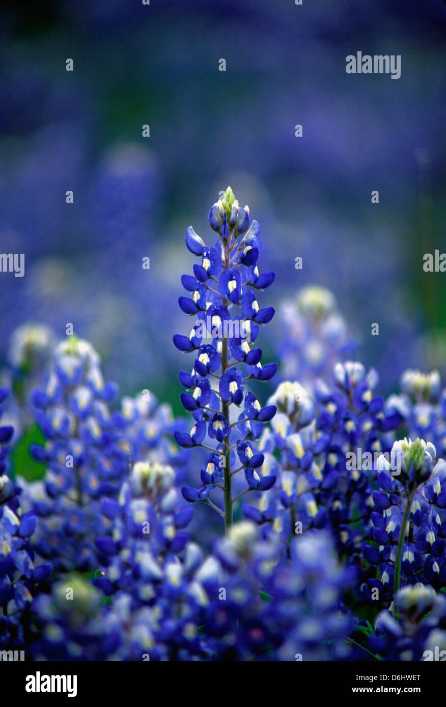 Texas Bluebonnets Close Up Stock Photo - Alamy