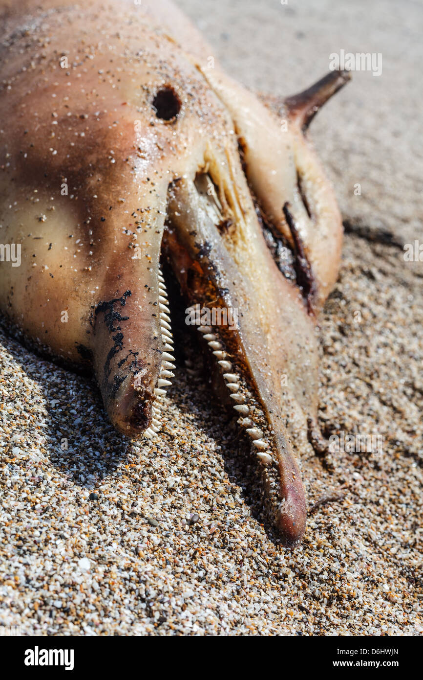 The victim Bottlenose dolphin lies on the coast Stock Photo - Alamy