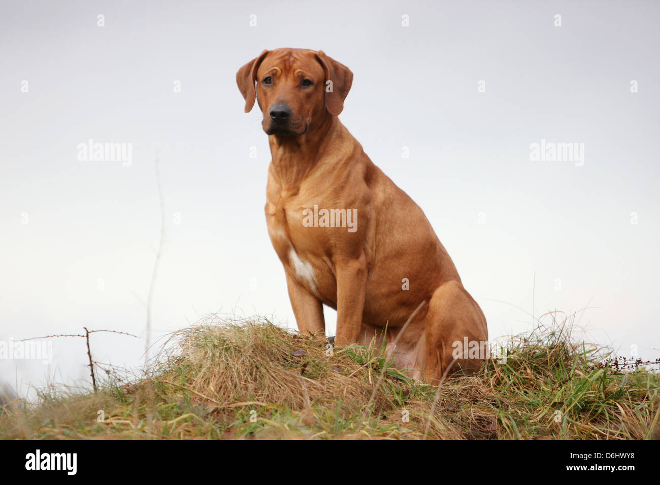 Rhodesian hi-res stock photography and images - Alamy