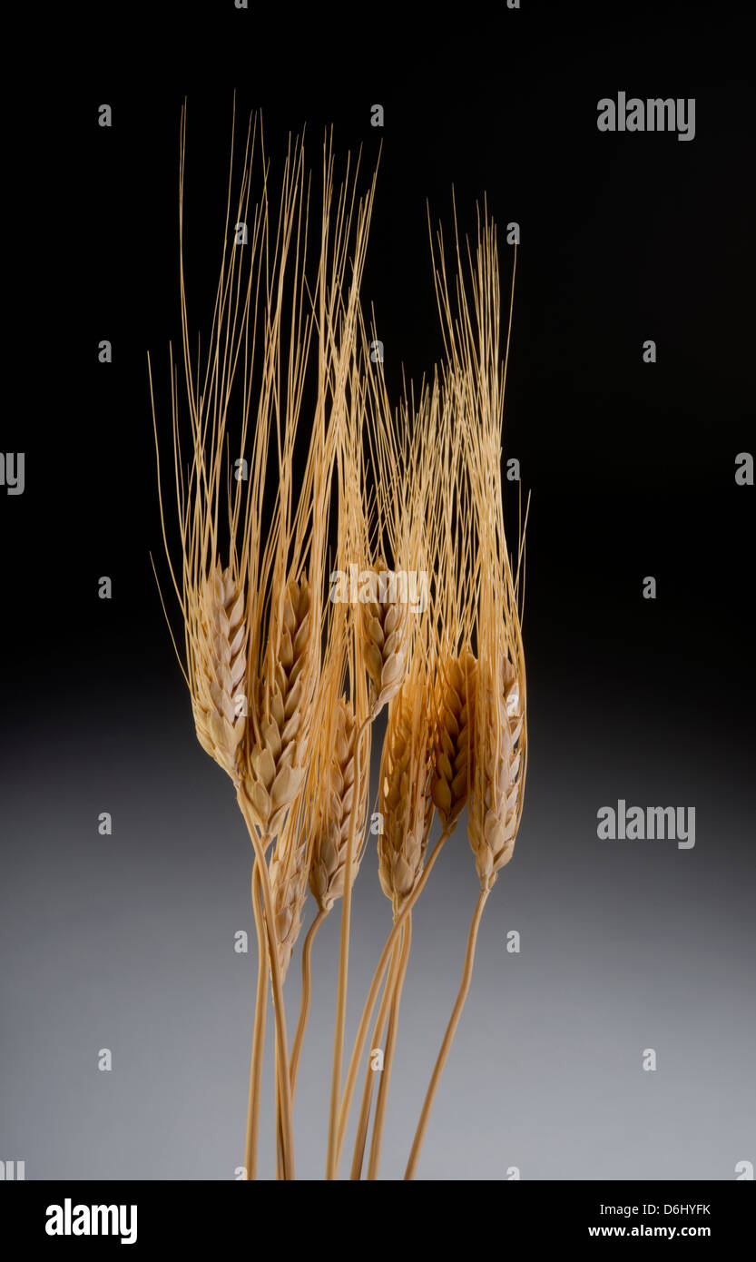 Golden Wheat Stalks Stock Photo - Alamy