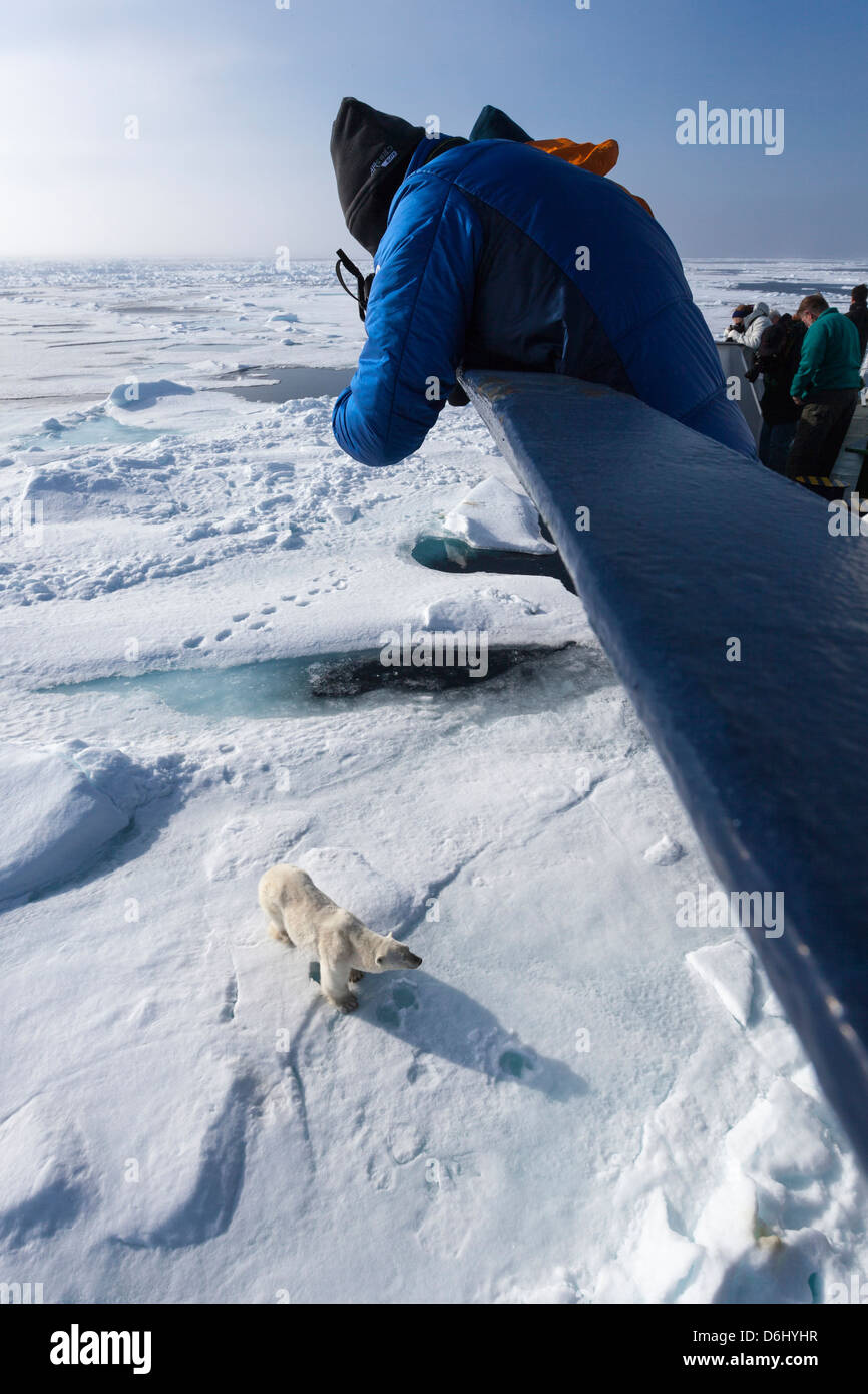 Europe, Norway, Svalbard. Ship passengers taking photos of polar bear ...