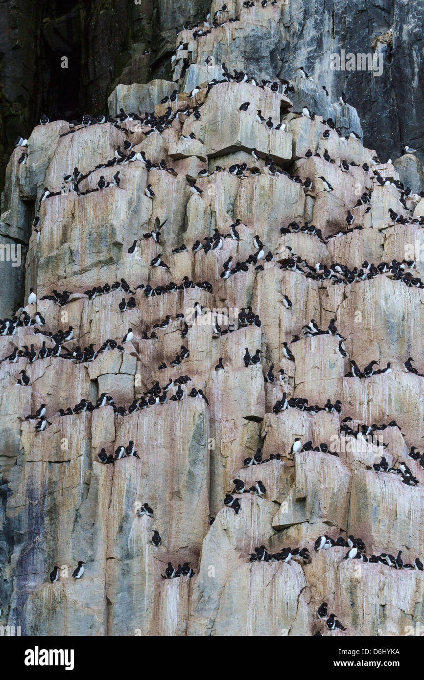 Svalbard view alkefjellet cliff bird hi-res stock photography and ...