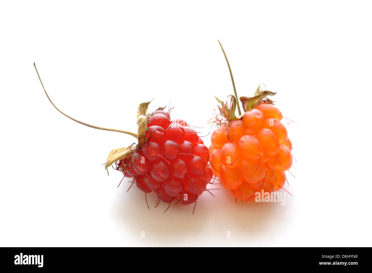 Ripe red and orange wild raspberries Stock Photo - Alamy